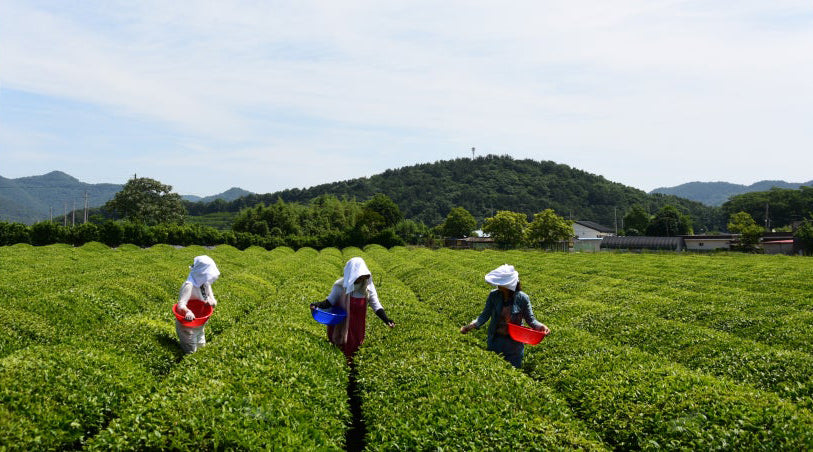 Introducing Rabbit Air's New Green Tea Filter: Celebrating 20 Years of